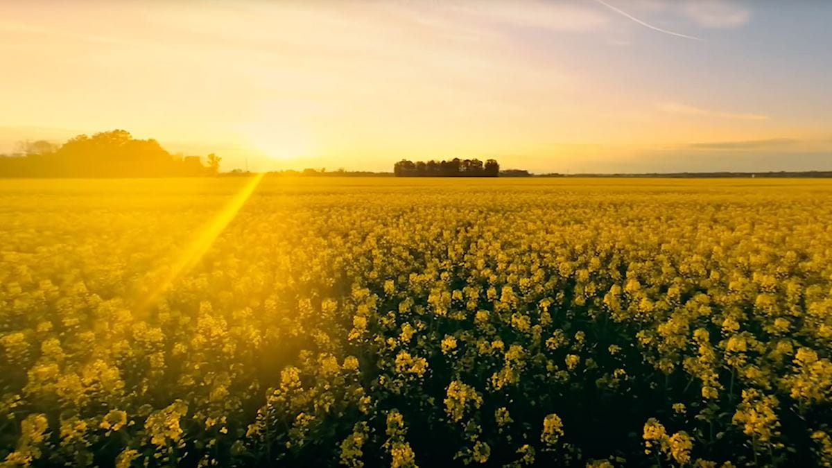 Becel. 100 % rețetă din plante. | Becel